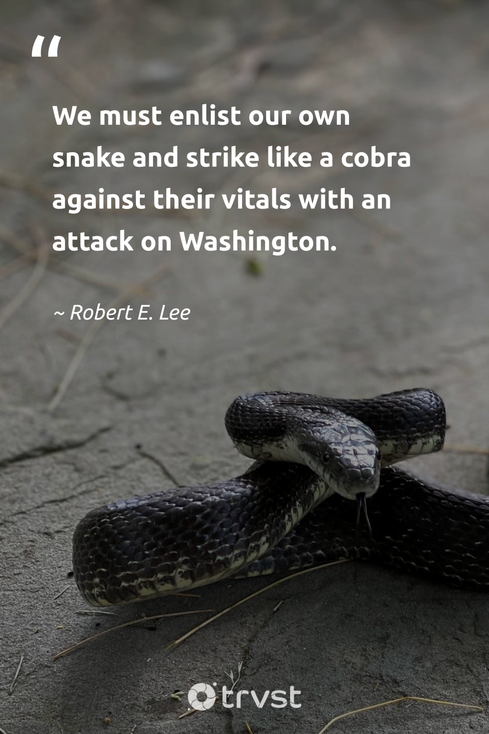 49 Snake Quotes Exploring The World of These Limbless Reptiles (2024)