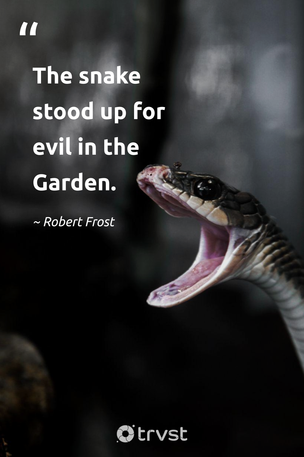 49 Snake Quotes Exploring The World of These Limbless Reptiles (2024)