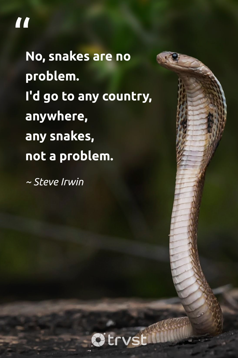 49 Snake Quotes Exploring The World of These Limbless Reptiles (2024)