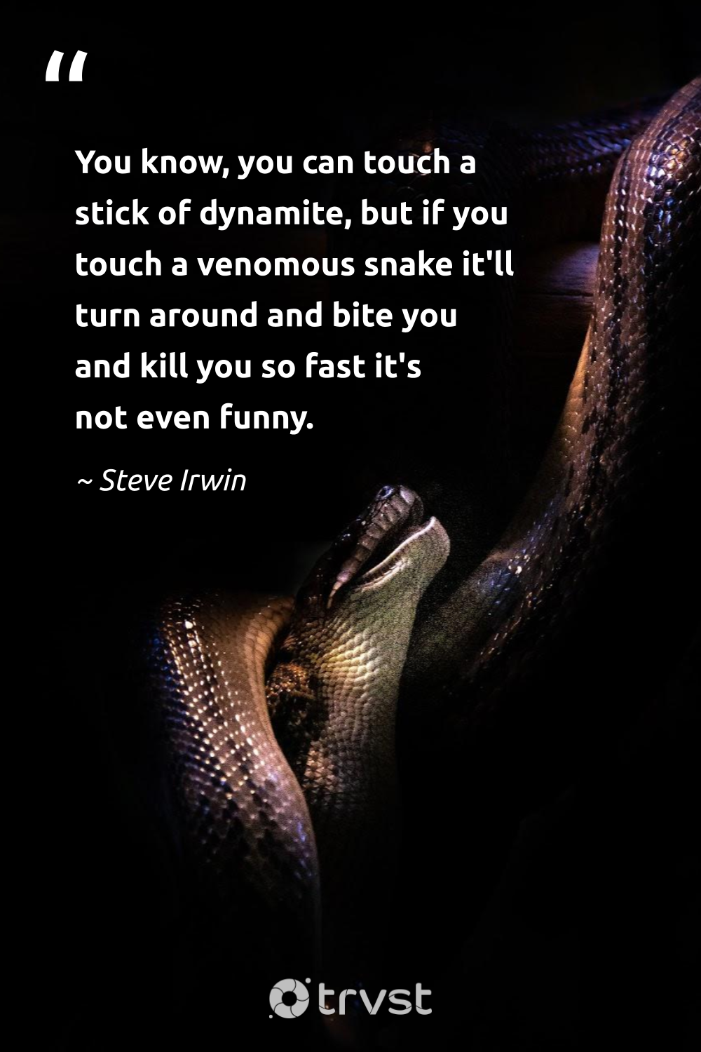 49 Snake Quotes Exploring The World of These Limbless Reptiles (2024)