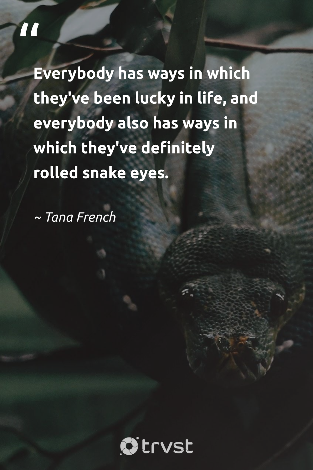 49 Snake Quotes Exploring The World of These Limbless Reptiles (2024)