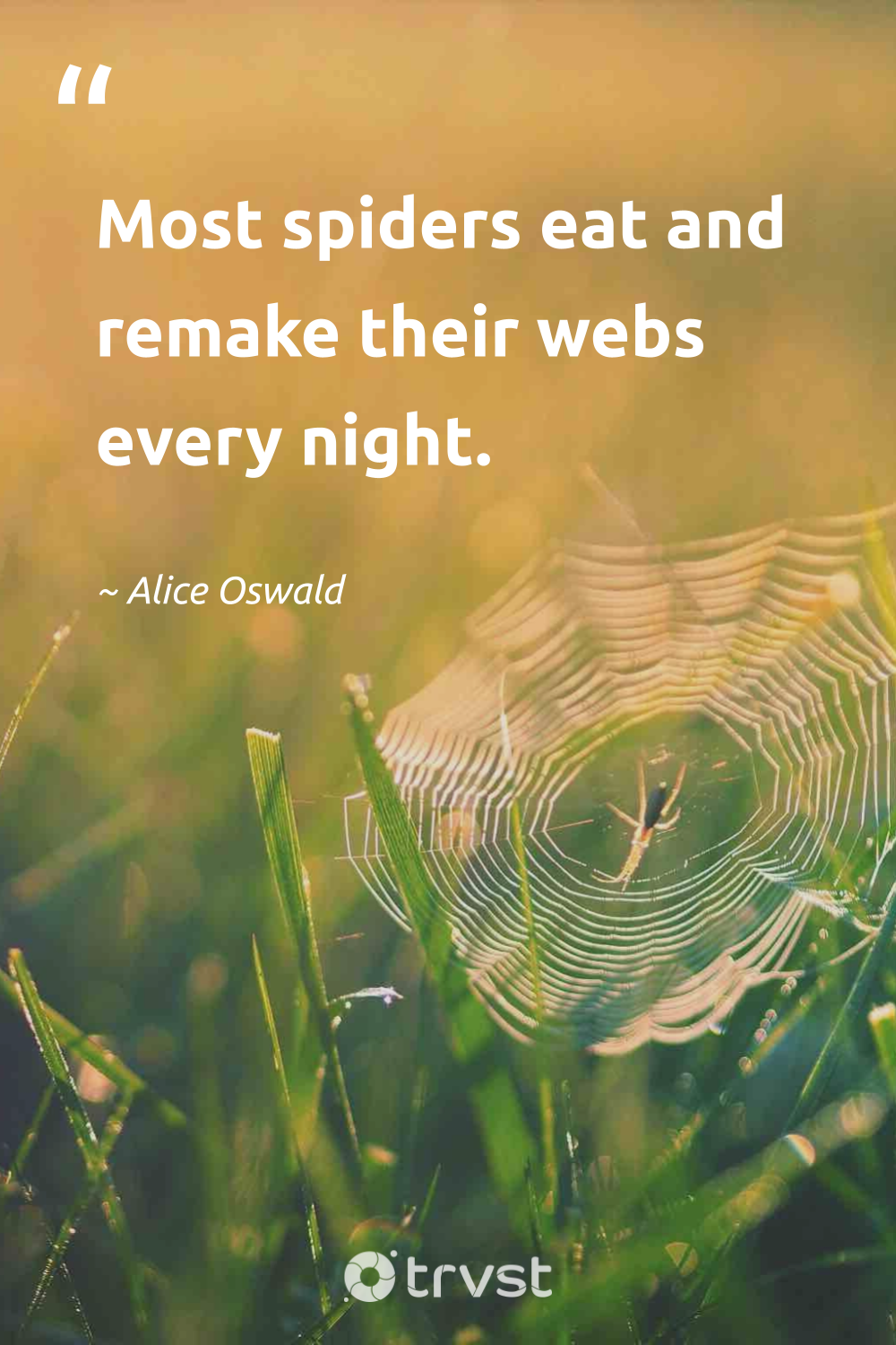 40 Spider Quotes Appreciating These 8-Legged Creatures (2025)