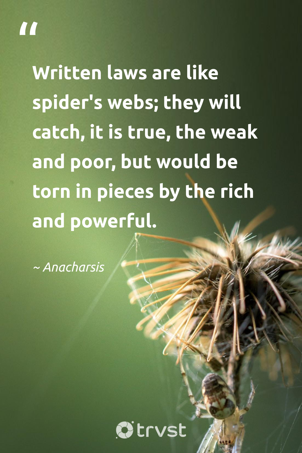 40 Spider Quotes Appreciating These 8-Legged Creatures (2025)