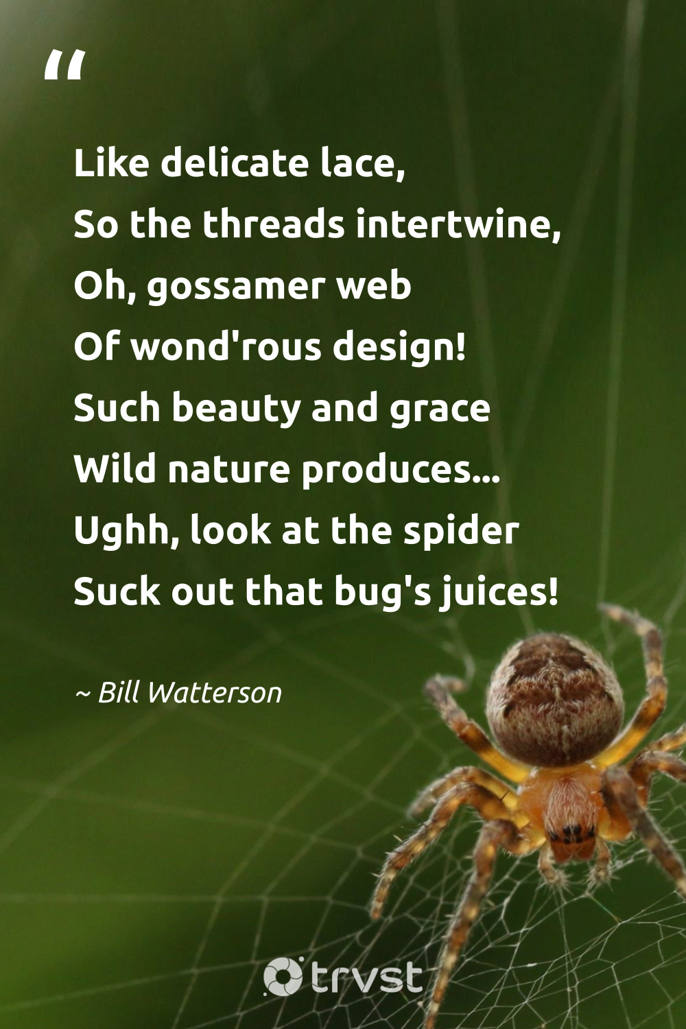 40 Spider Quotes Appreciating These 8-Legged Creatures (2025)