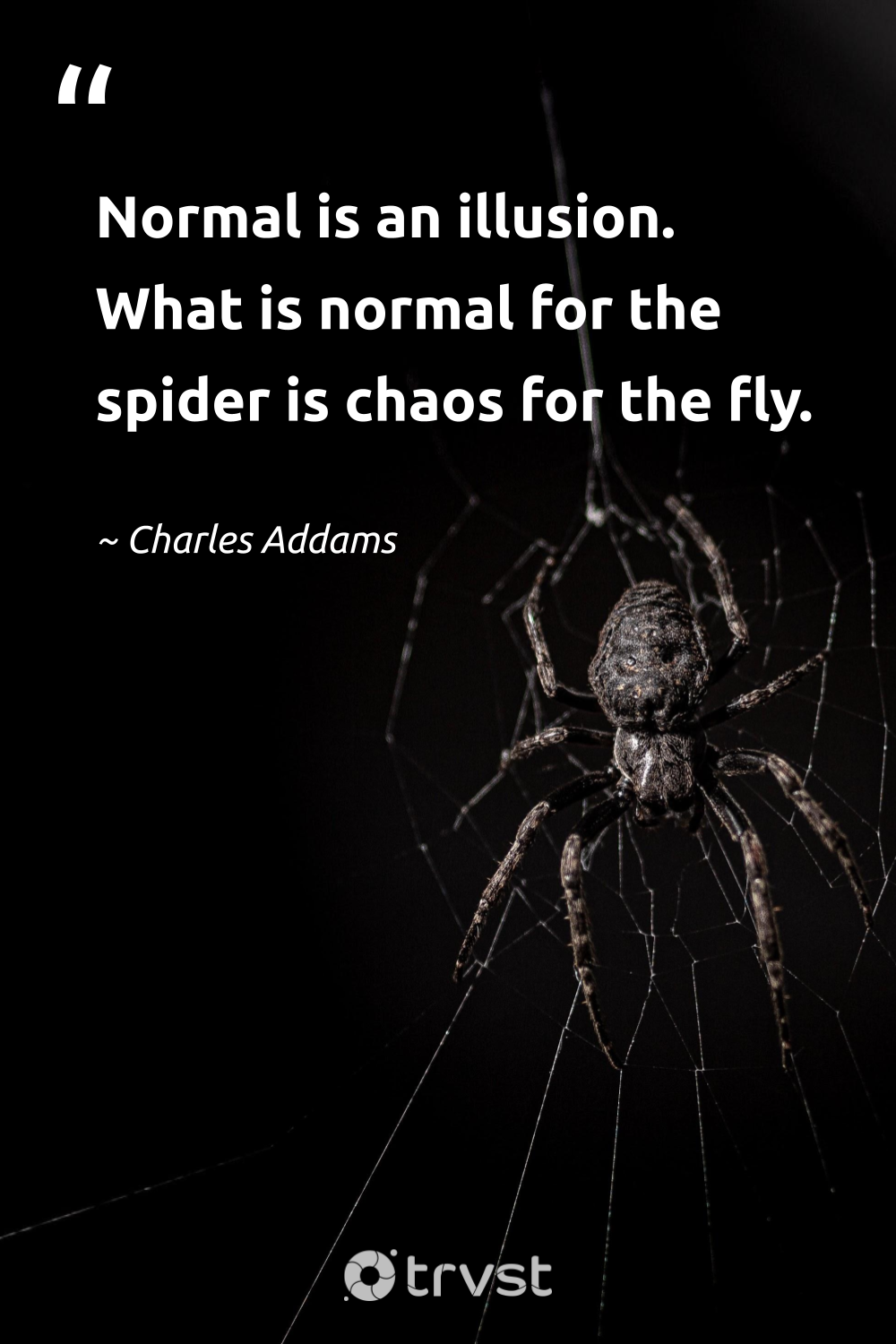 40 Spider Quotes Appreciating These 8-Legged Creatures (2025)