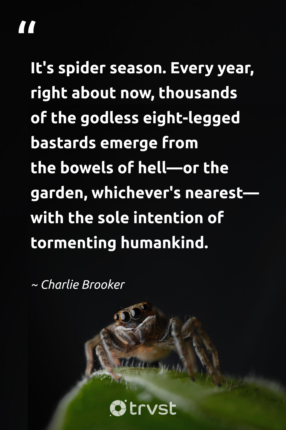 40 Spider Quotes Appreciating These 8-Legged Creatures (2024)