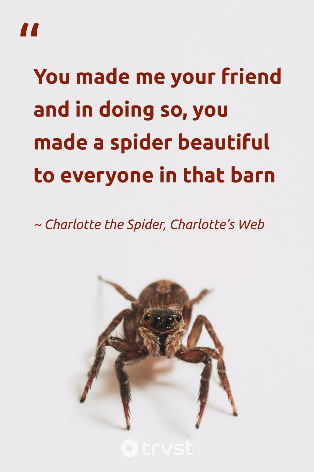 40 Spider Quotes Appreciating These 8-Legged Creatures (2024)
