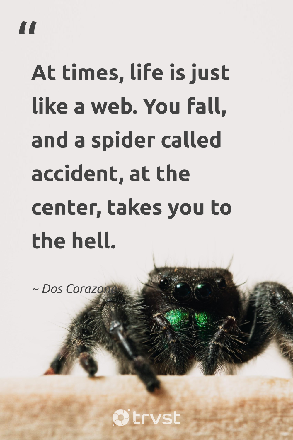 40 Spider Quotes Appreciating These 8-Legged Creatures (2025)