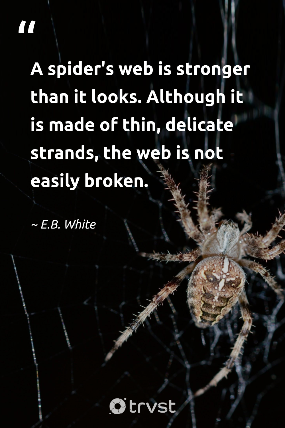 40 Spider Quotes Appreciating These 8-Legged Creatures (2025)