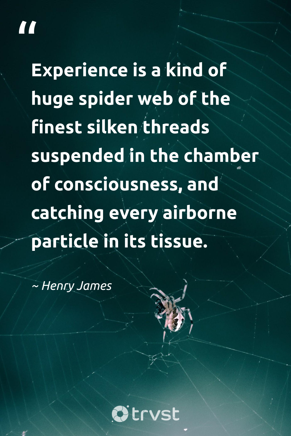 40 Spider Quotes Appreciating These 8-Legged Creatures (2025)