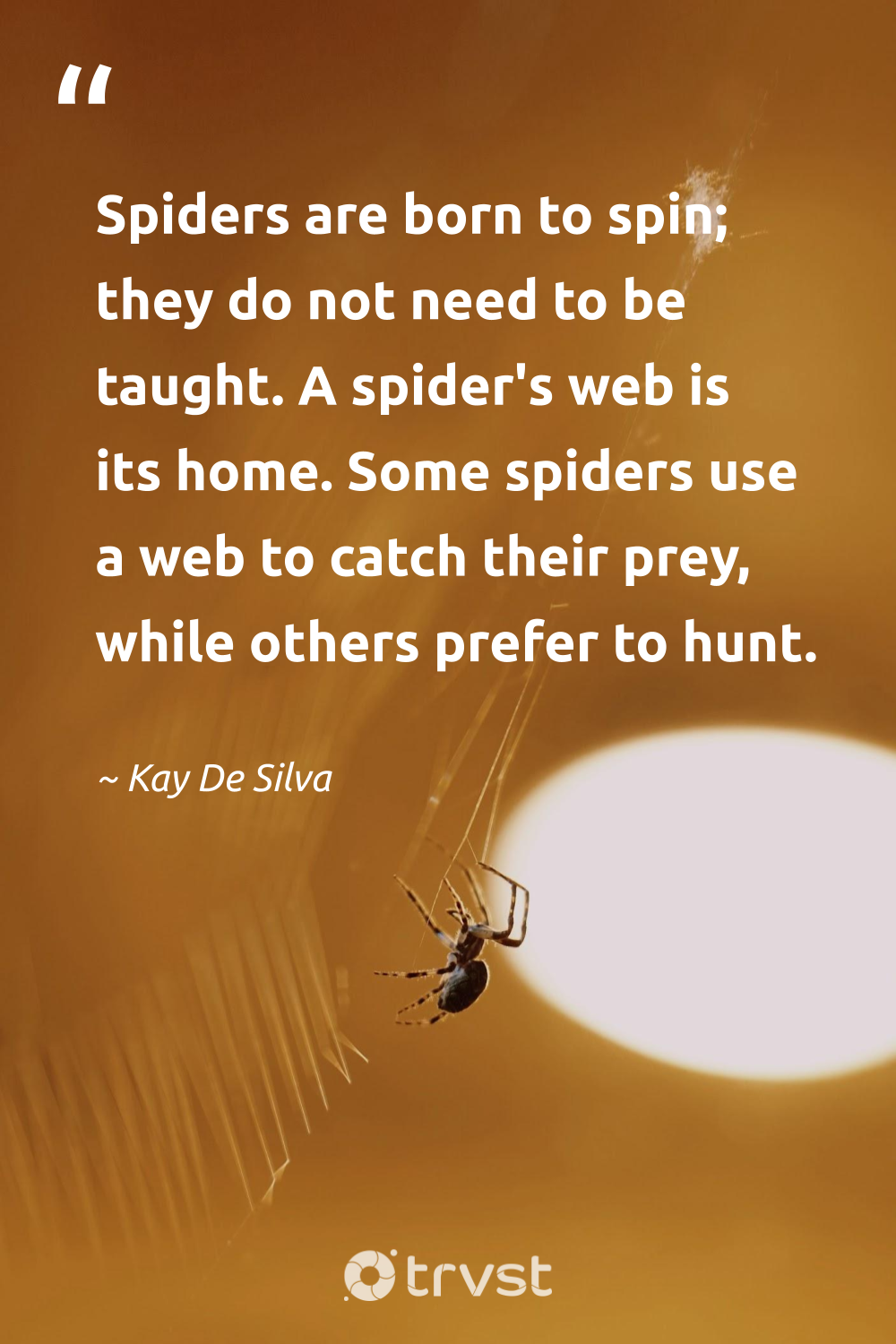 40 Spider Quotes Appreciating These 8-Legged Creatures (2025)