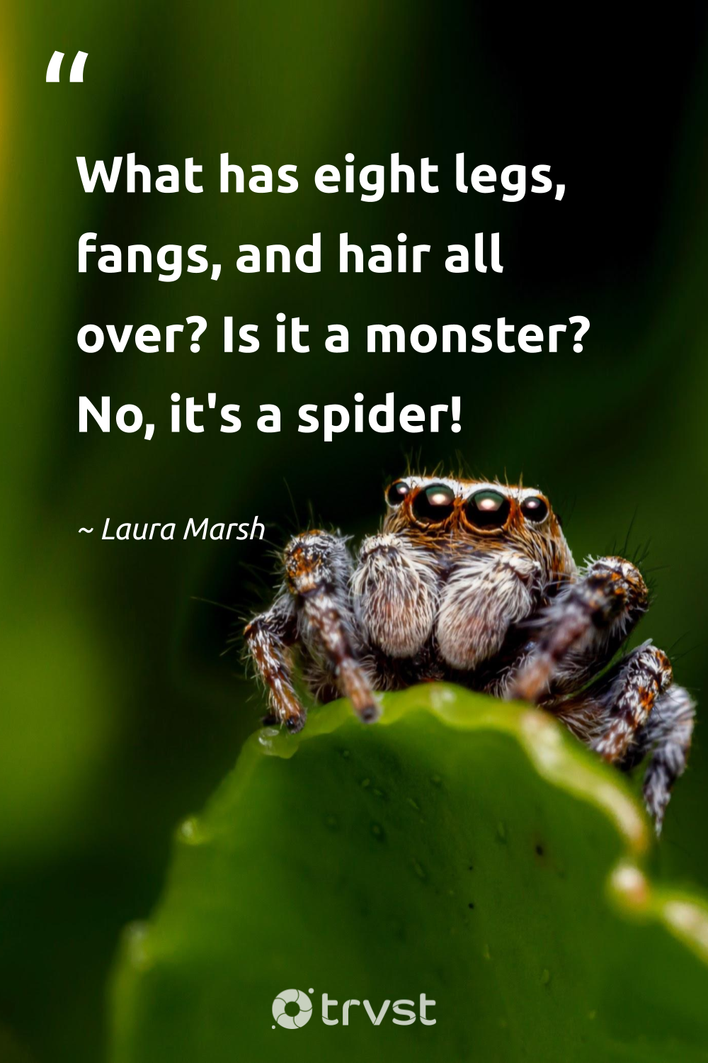 40 Spider Quotes Appreciating These 8-Legged Creatures (2024)