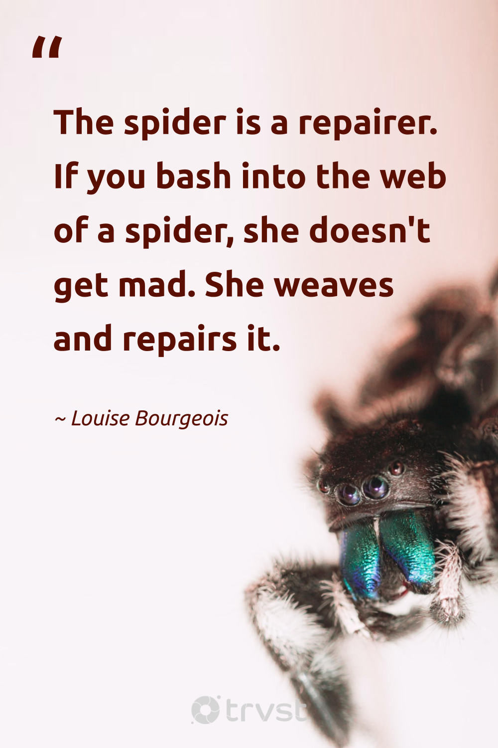 40 Spider Quotes Appreciating These 8-Legged Creatures (2025)