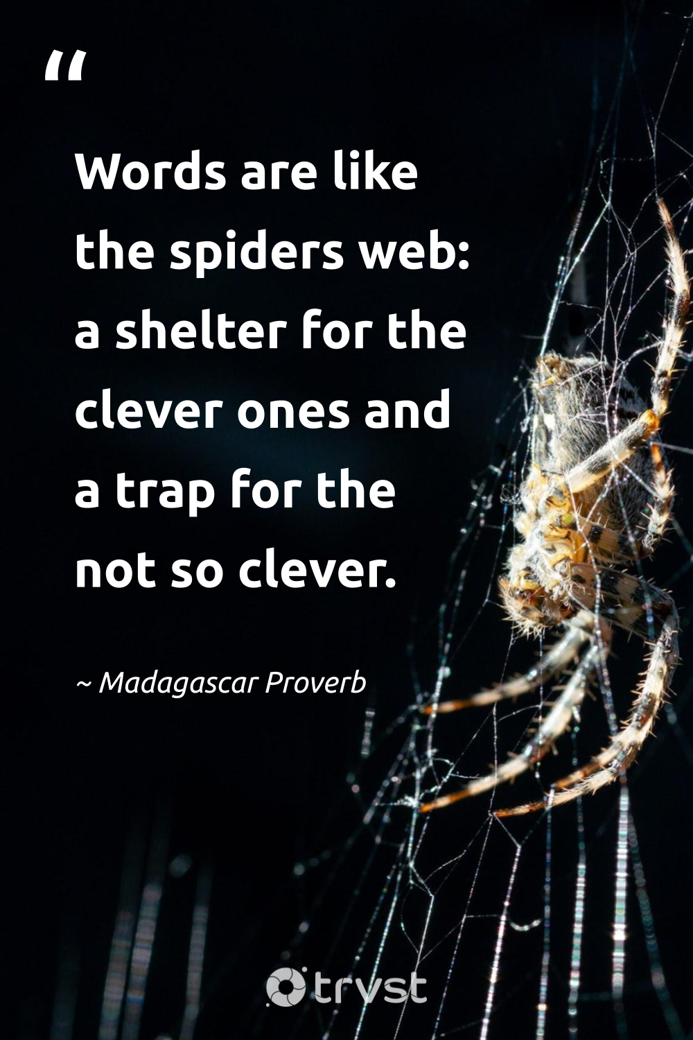 40 Spider Quotes Appreciating These 8-Legged Creatures (2024)