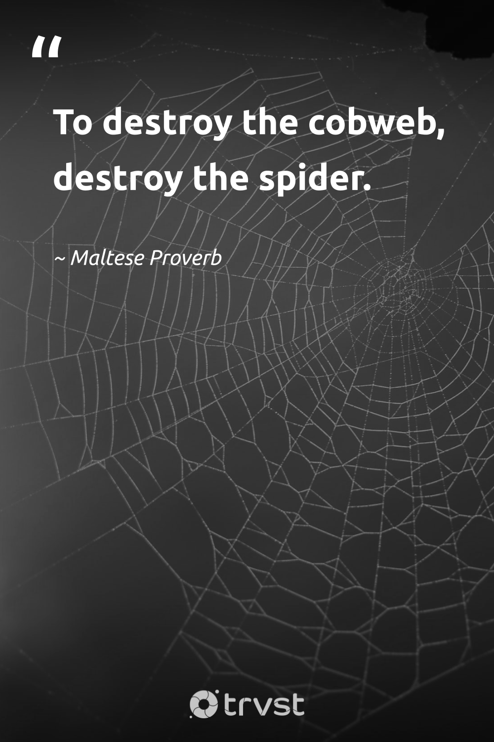 40 Spider Quotes Appreciating These 8-Legged Creatures (2024)