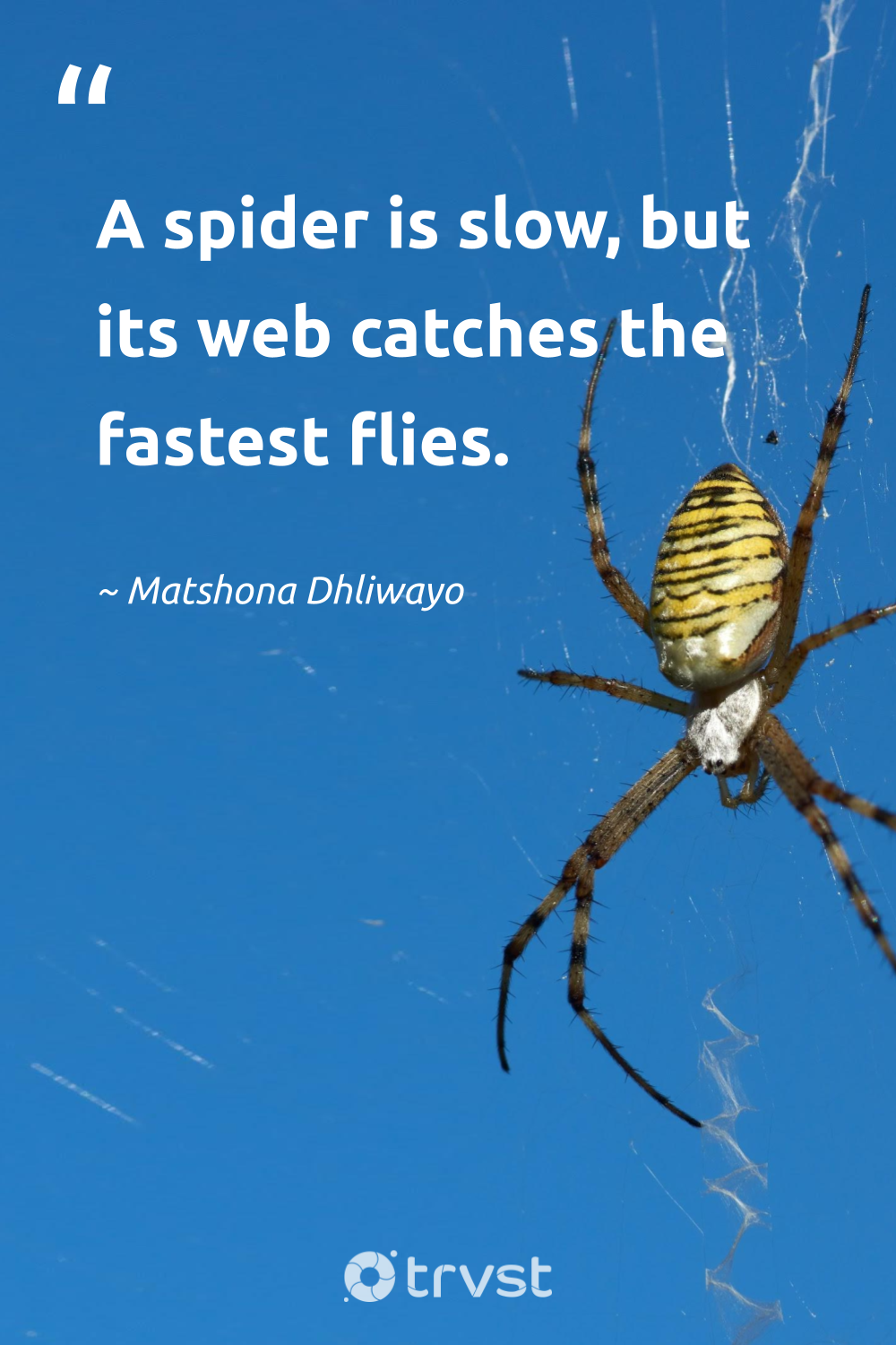 40 Spider Quotes Appreciating These 8-Legged Creatures (2025)