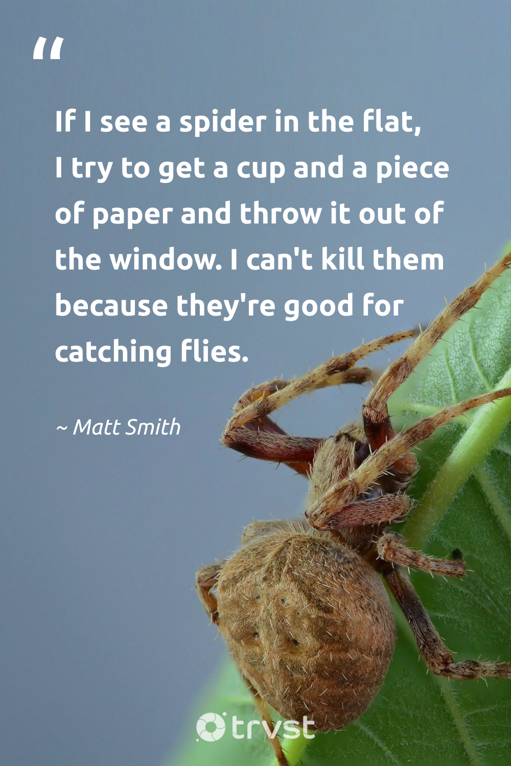 40 Spider Quotes Appreciating These 8-Legged Creatures (2024)