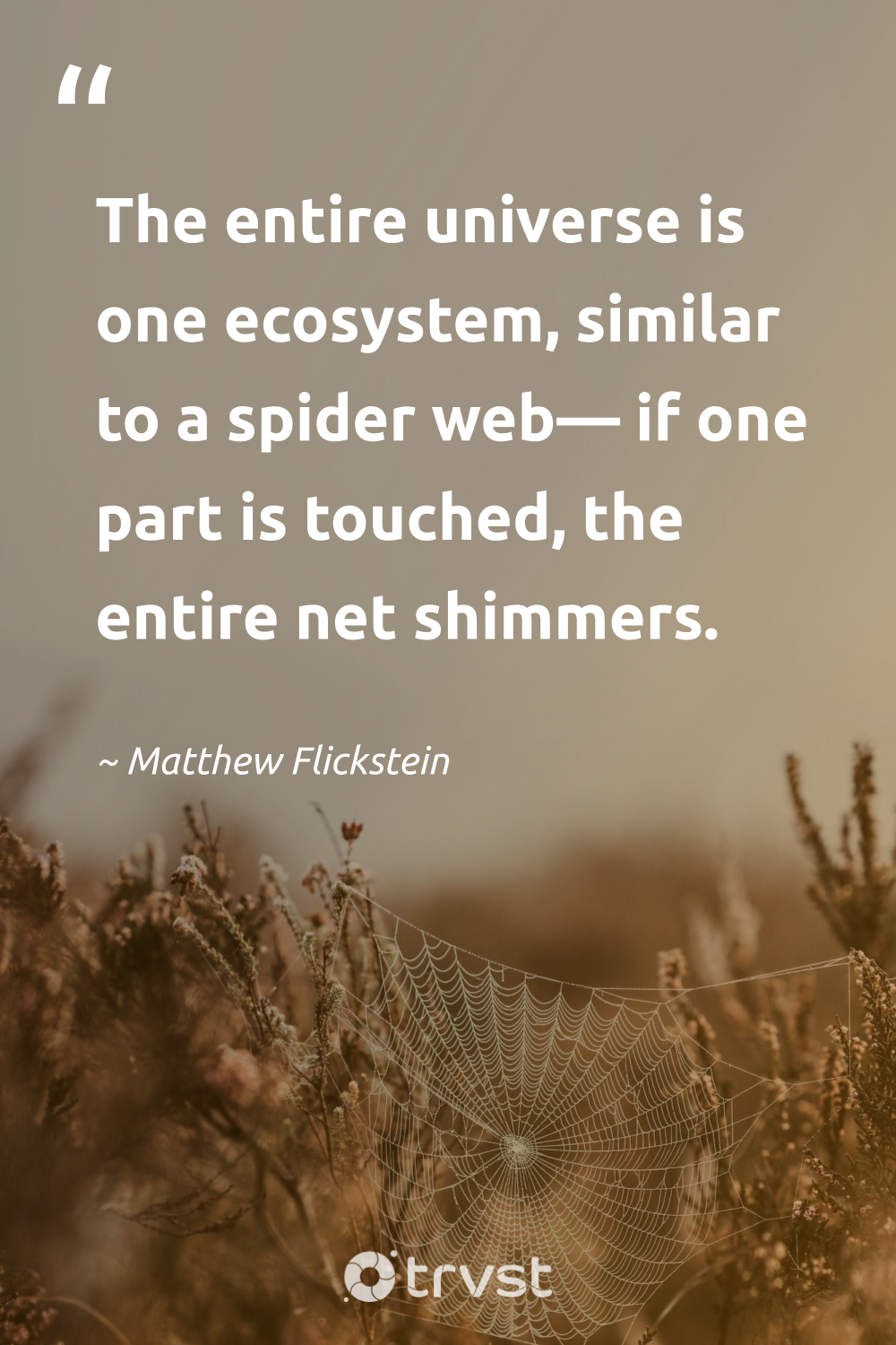 40 Spider Quotes Appreciating These 8-Legged Creatures (2025)