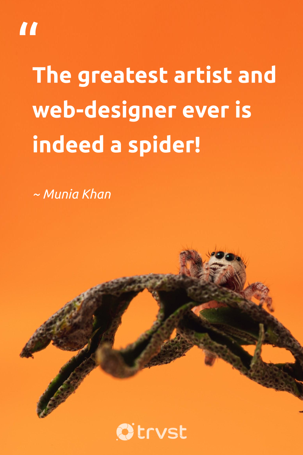 40 Spider Quotes Appreciating These 8-Legged Creatures (2025)