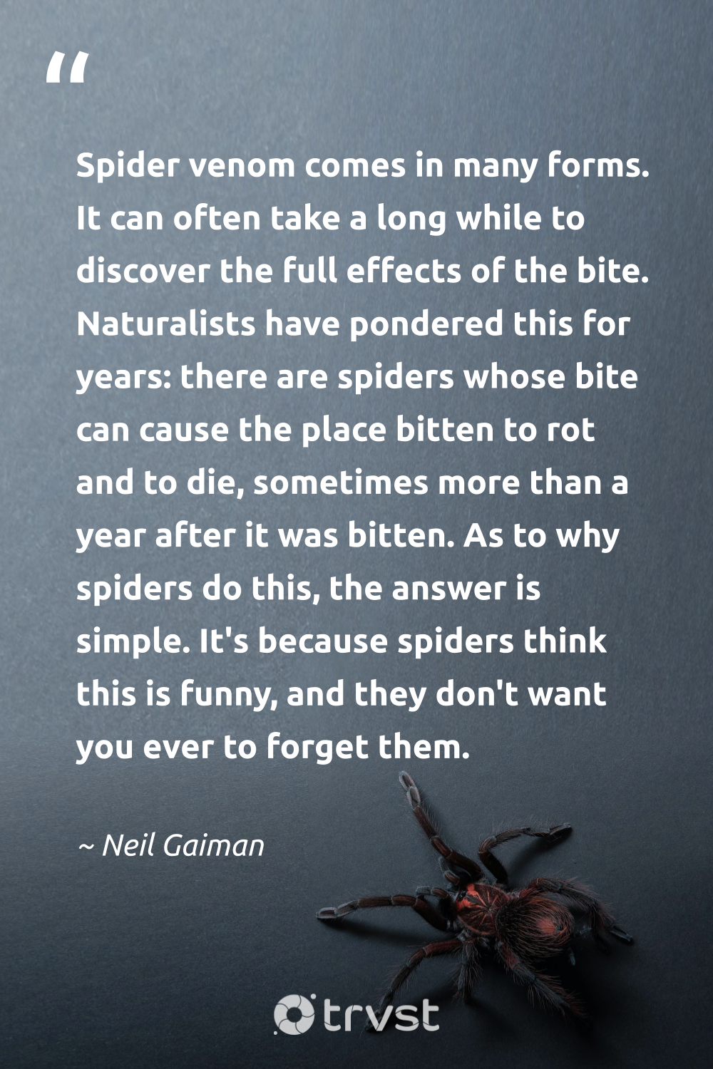 40 Spider Quotes Appreciating These 8-Legged Creatures (2025)