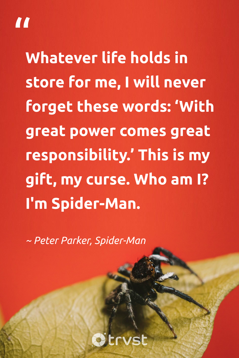 40 Spider Quotes Appreciating These 8-Legged Creatures (2024)