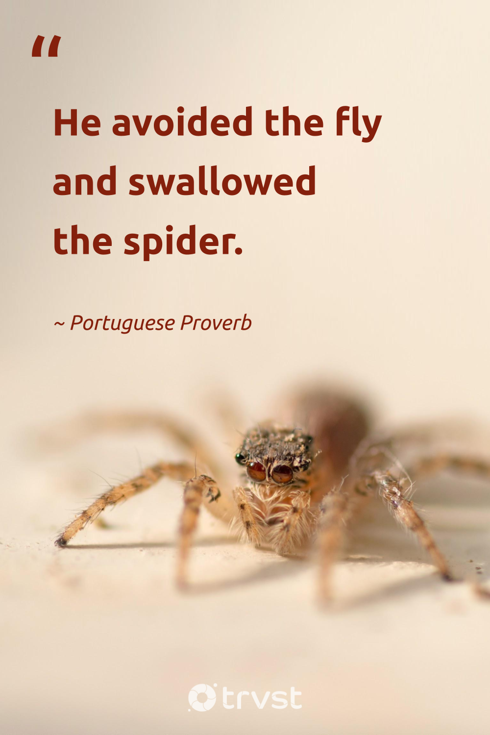 40 Spider Quotes Appreciating These 8-Legged Creatures (2024)