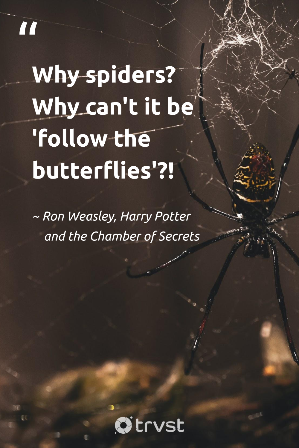 40 Spider Quotes Appreciating These 8-Legged Creatures (2024)