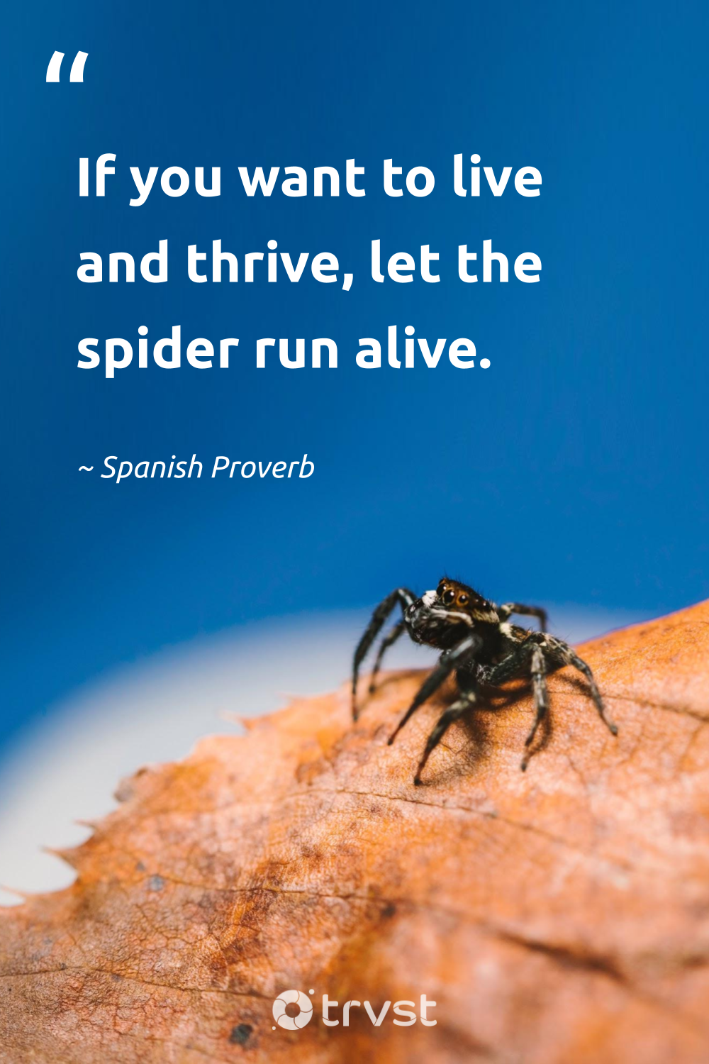 40 Spider Quotes Appreciating These 8-Legged Creatures (2025)