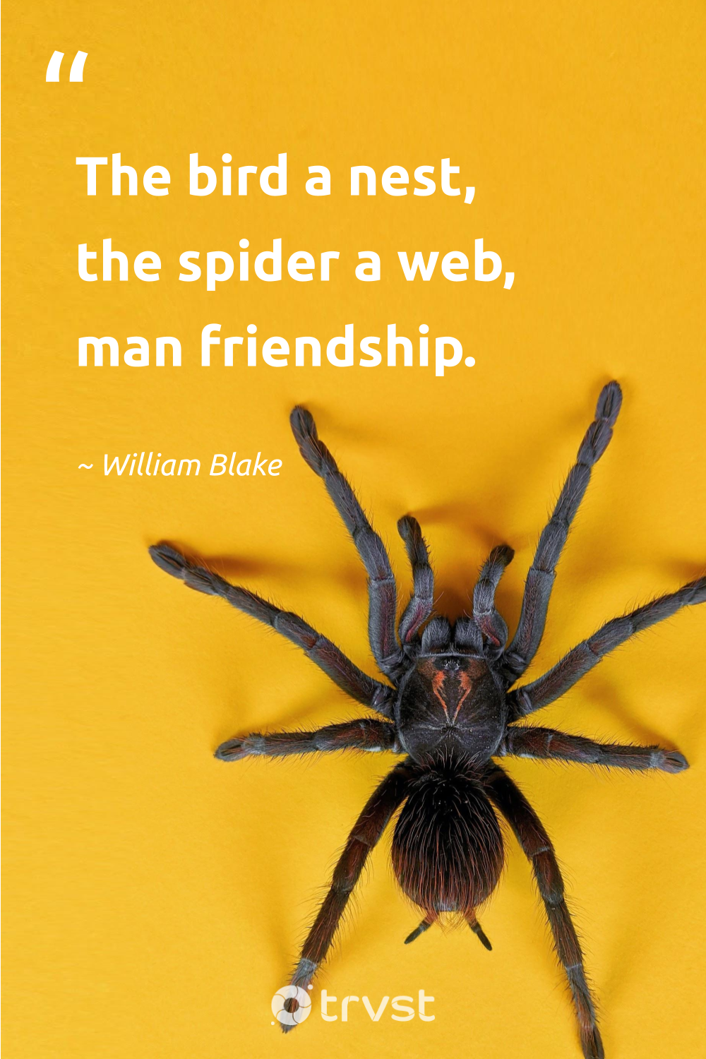 40 Spider Quotes Appreciating These 8-Legged Creatures (2025)