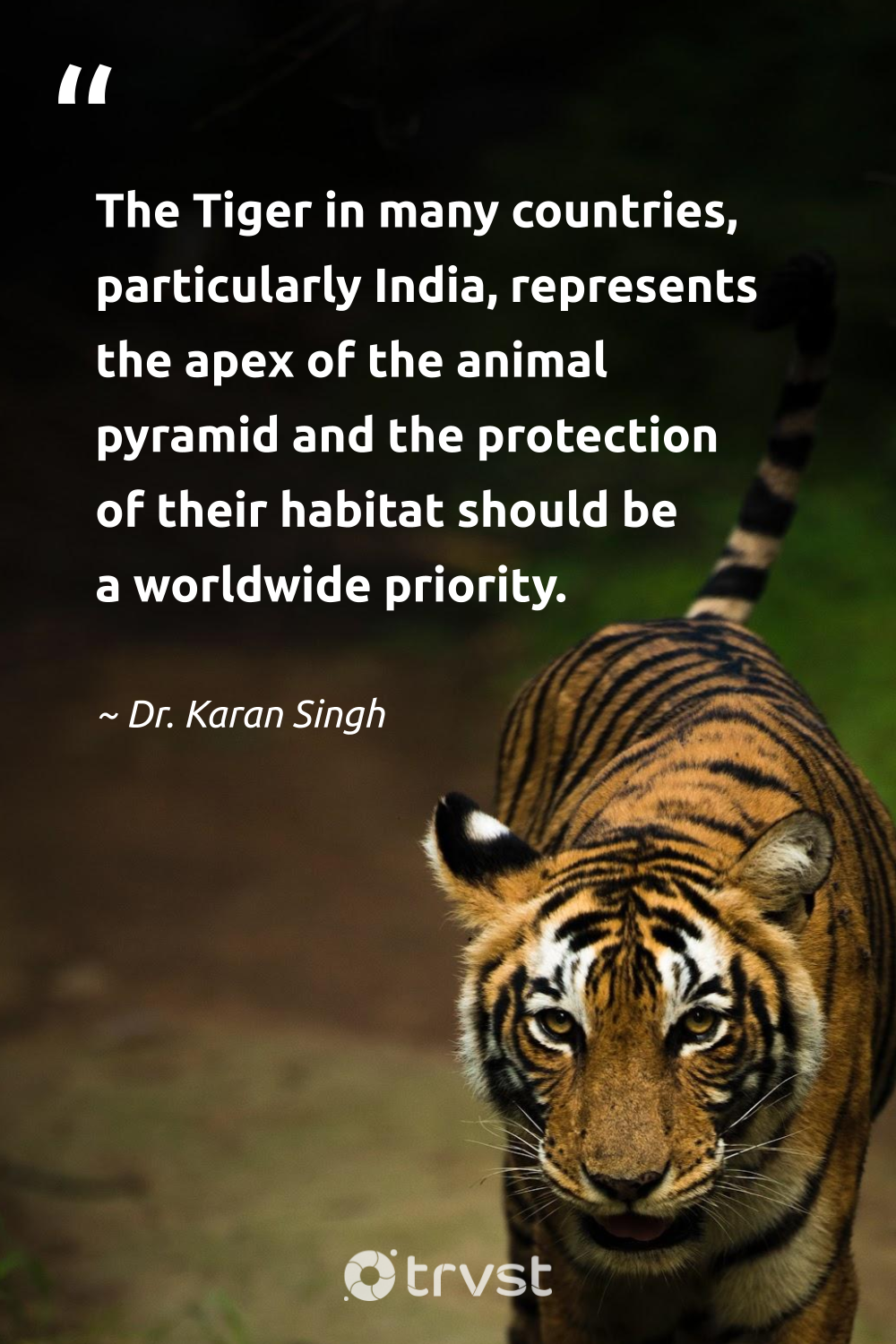 77 Tiger Quotes And Sayings Reflecting Fierce Beauty (2025)