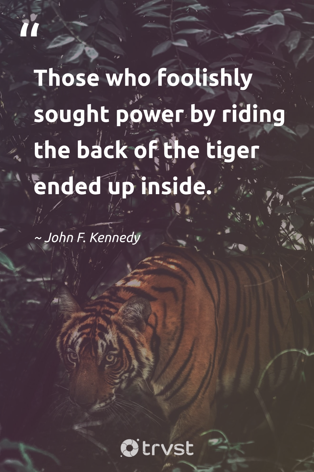 77 Tiger Quotes And Sayings Reflecting Fierce Beauty (2025)