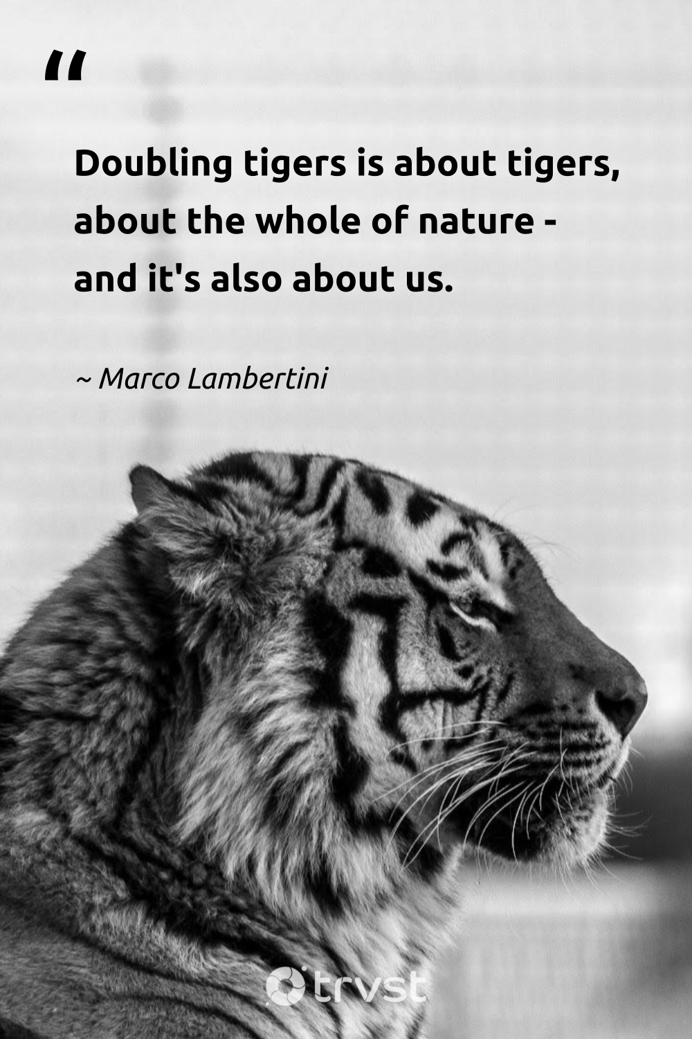 77 Tiger Quotes And Sayings Reflecting Fierce Beauty (2025)