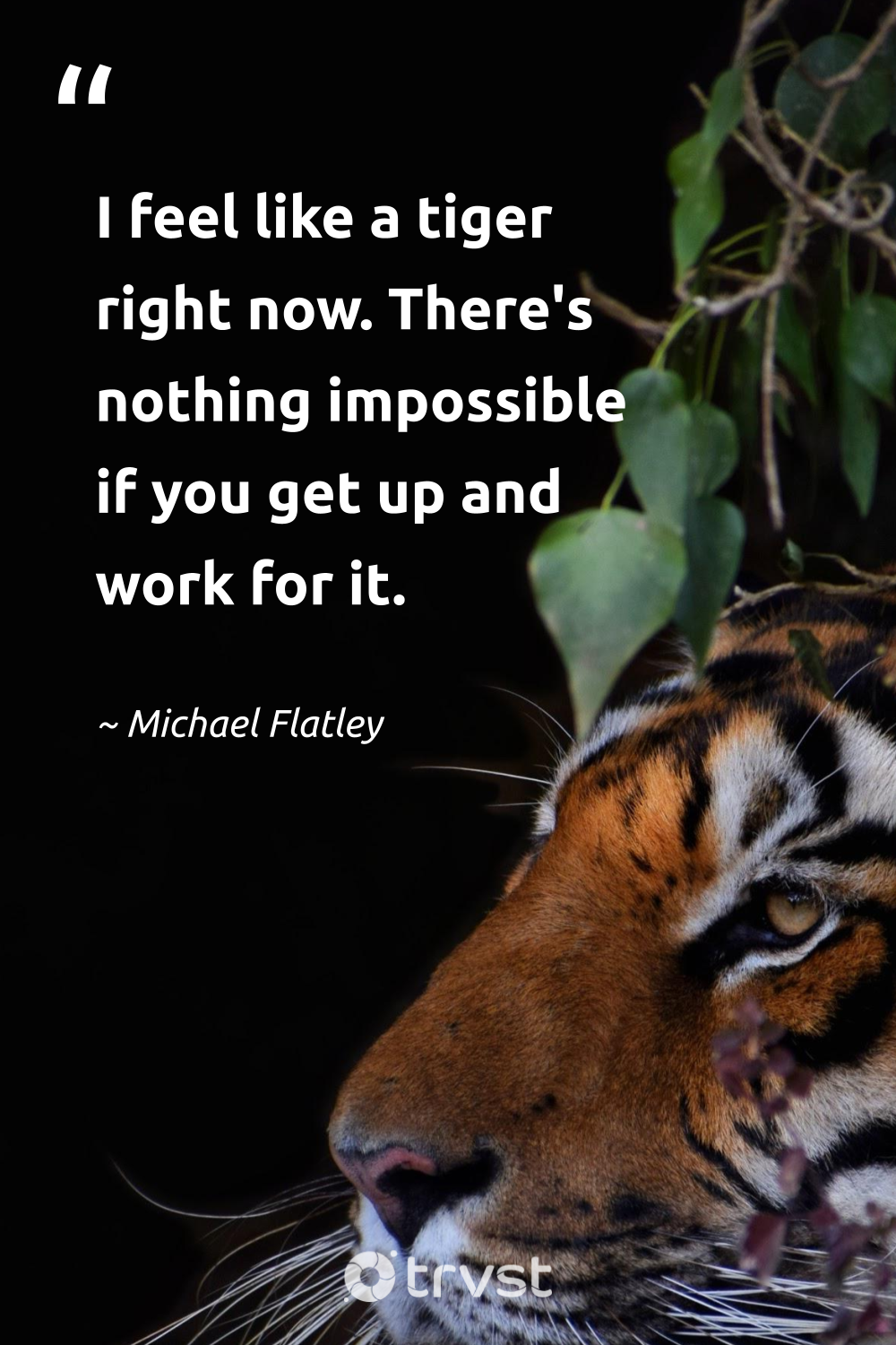 77 Tiger Quotes And Sayings Reflecting Fierce Beauty (2025)