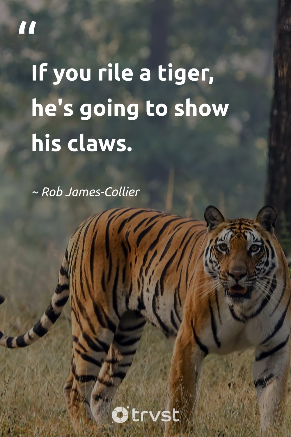 77 Tiger Quotes And Sayings Reflecting Fierce Beauty (2025)