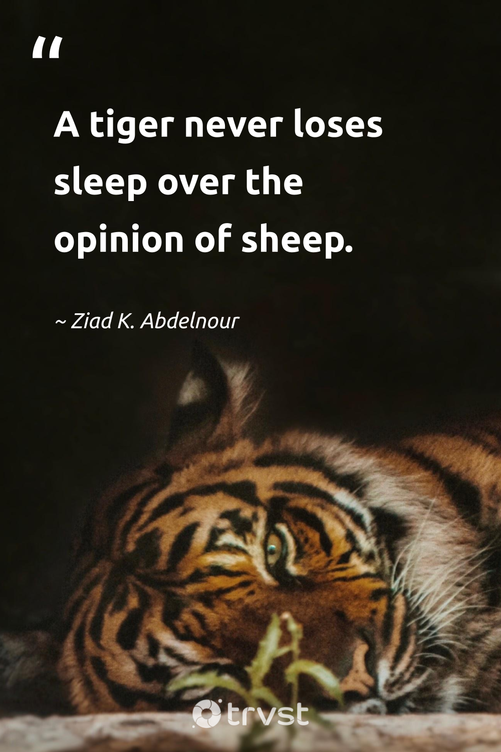 77 Tiger Quotes And Sayings Reflecting Fierce Beauty (2025)