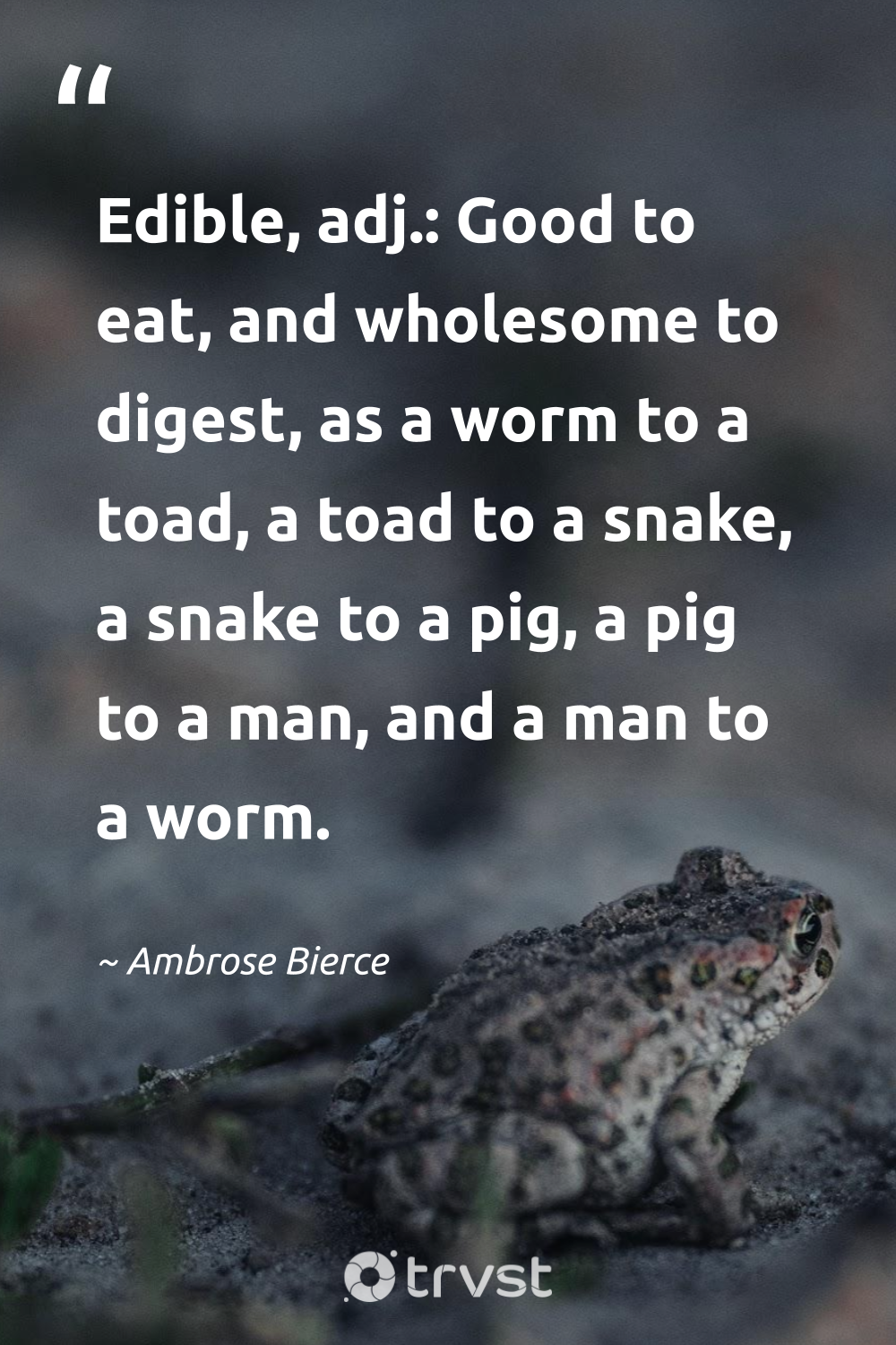 20 Toad Quotes About The Warty Amphibian
