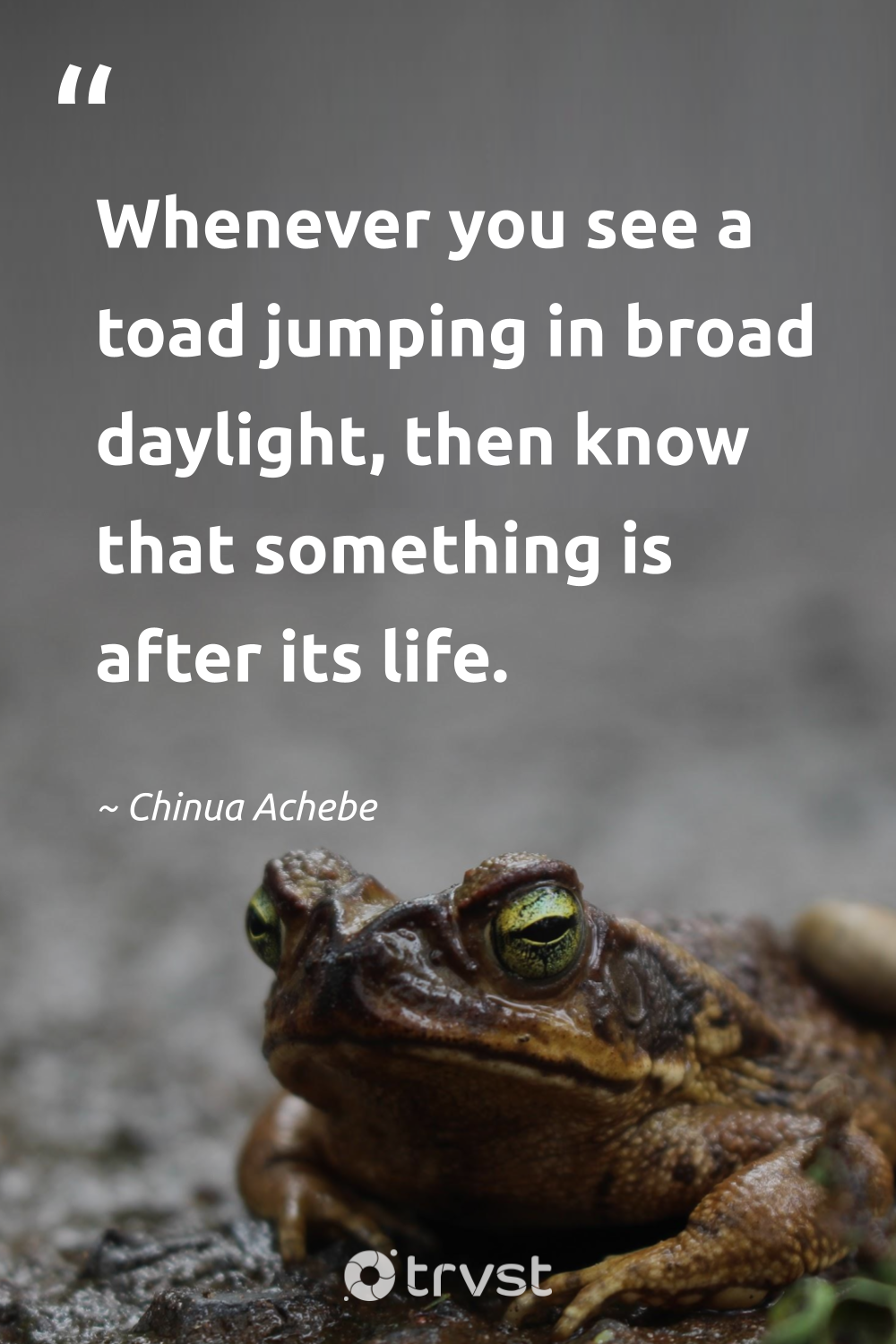20 Toad Quotes About The Warty Amphibian