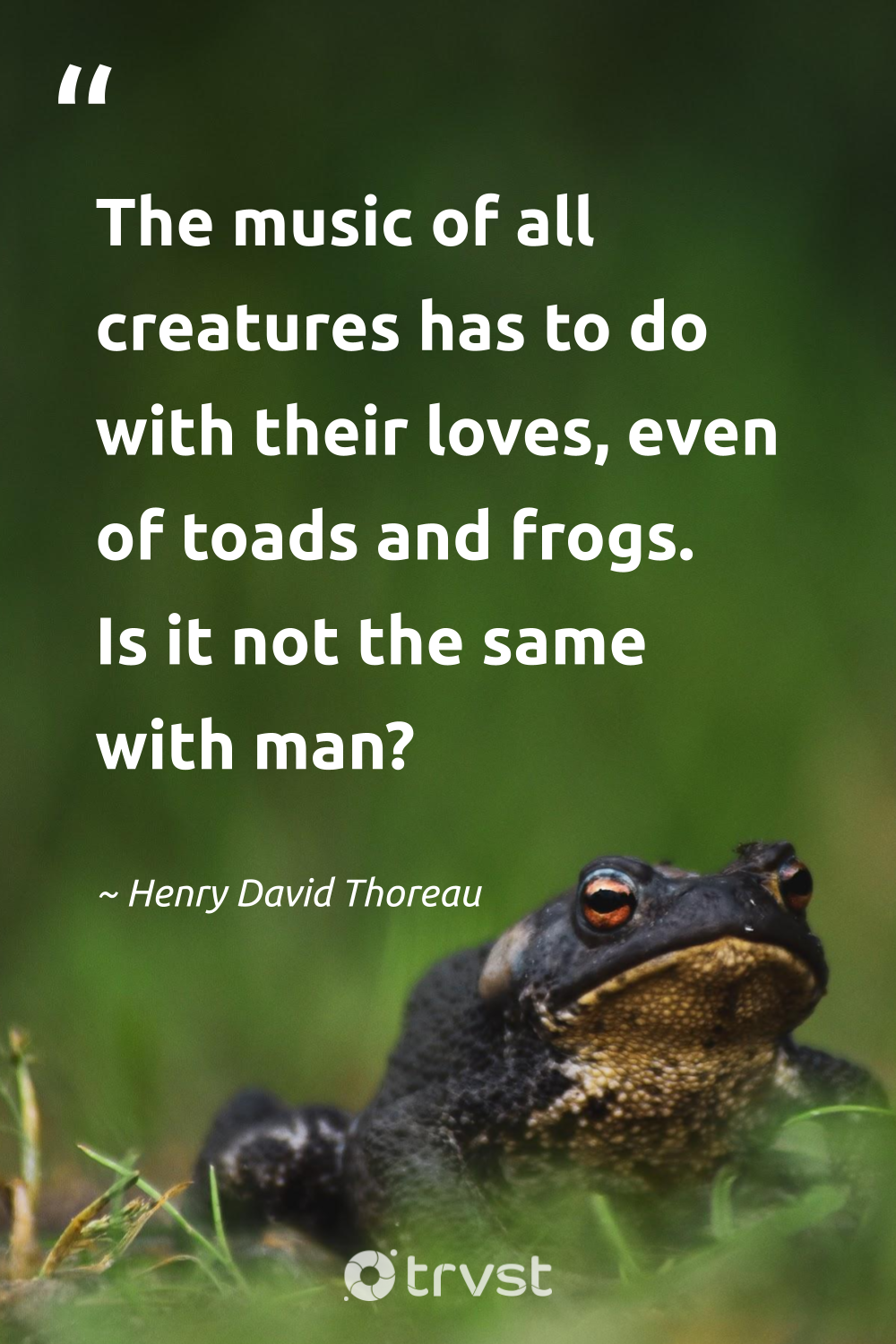 20 Toad Quotes About The Warty Amphibian
