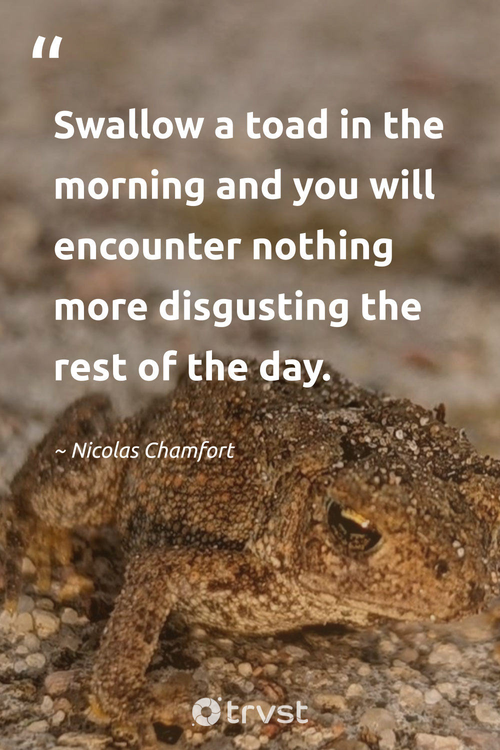 20 Toad Quotes About The Warty Amphibian