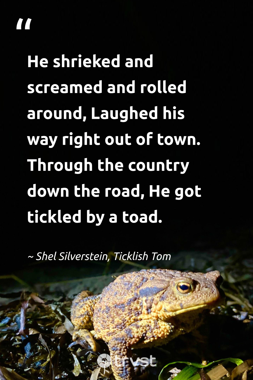 20 Toad Quotes About The Warty Amphibian
