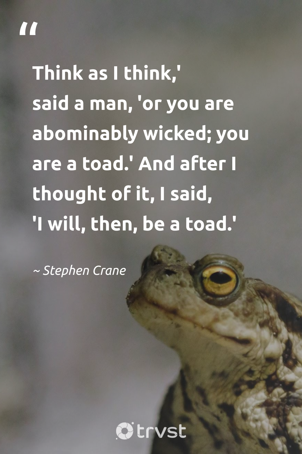 20 Toad Quotes About The Warty Amphibian
