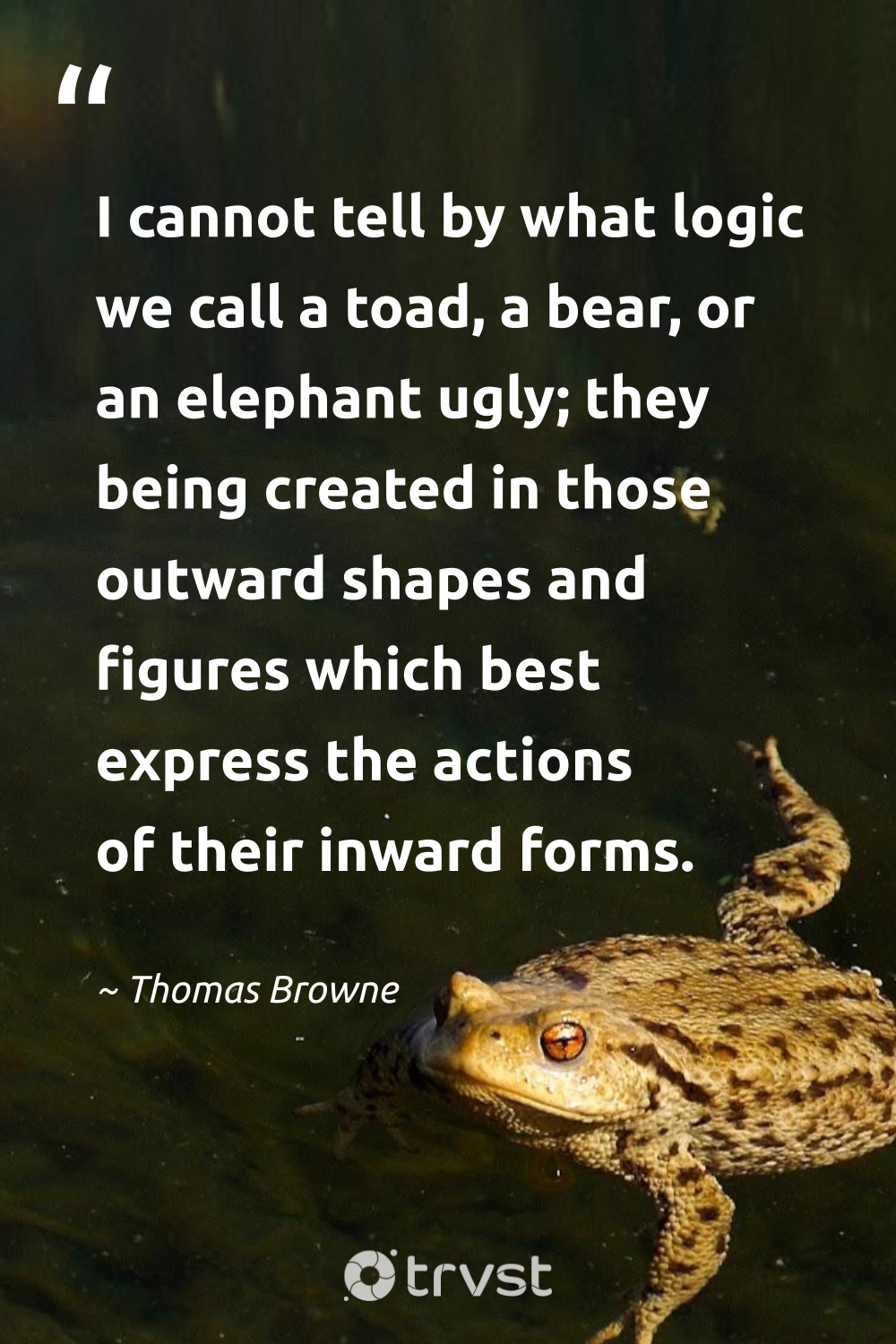 20 Toad Quotes About The Warty Amphibian