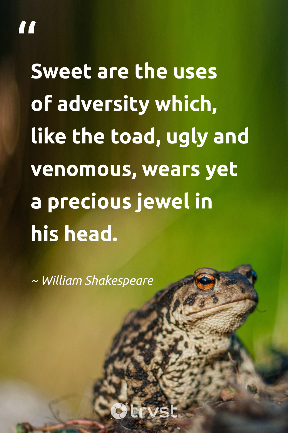 20 Toad Quotes About The Warty Amphibian