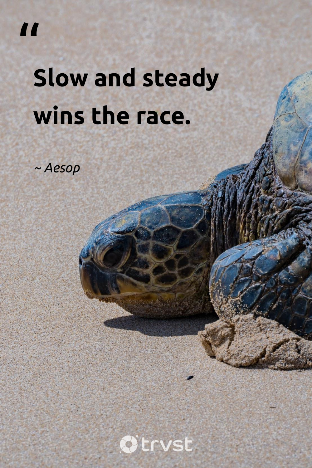 42 Turtle Quotes Teaching Patience, Self-worth, And More (2025)