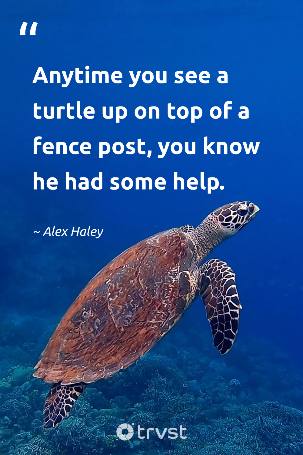 42 Turtle Quotes Teaching Patience, Self-worth, And More (2025)