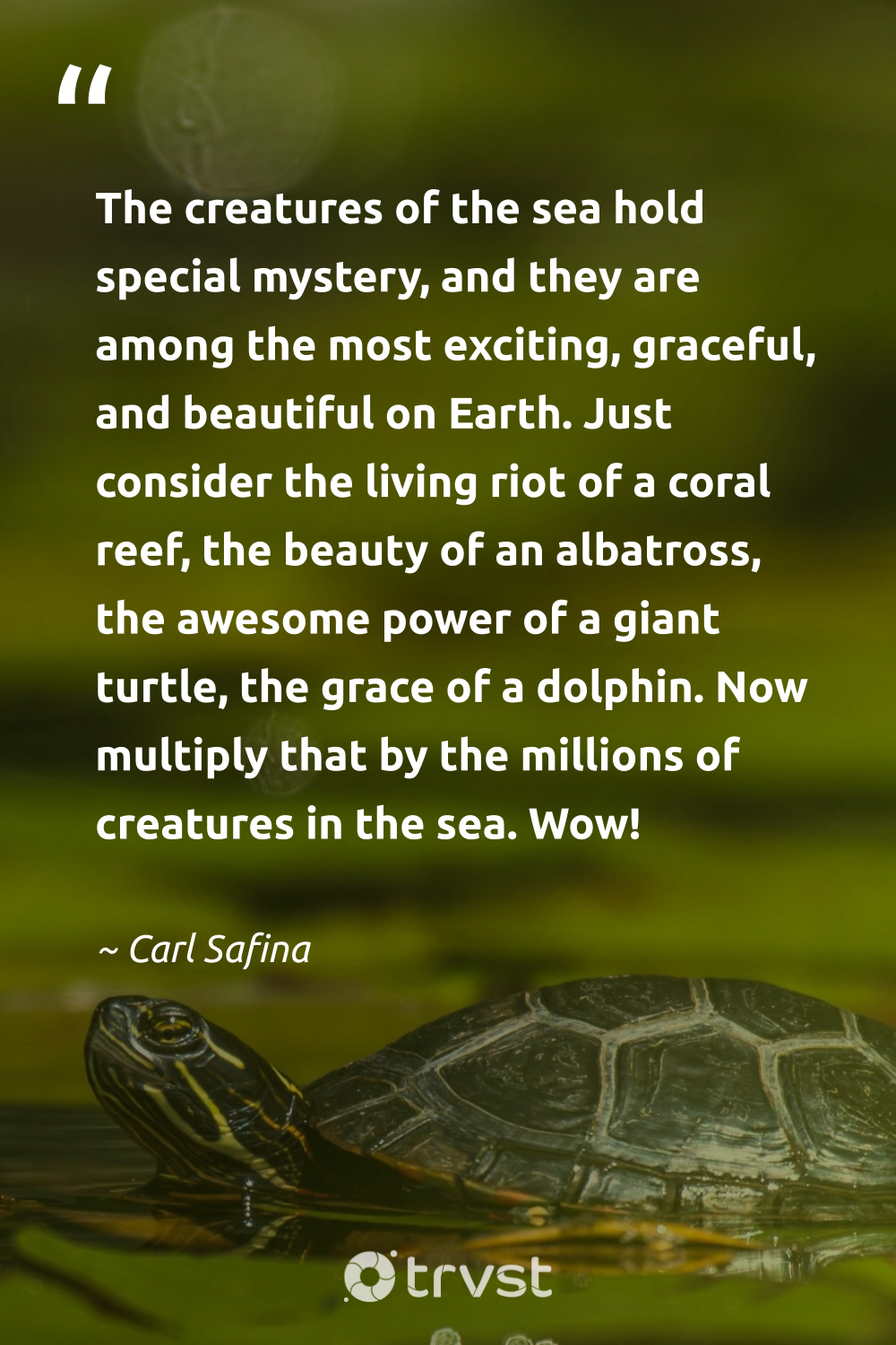42 Turtle Quotes Teaching Patience, Self-worth, And More (2025)