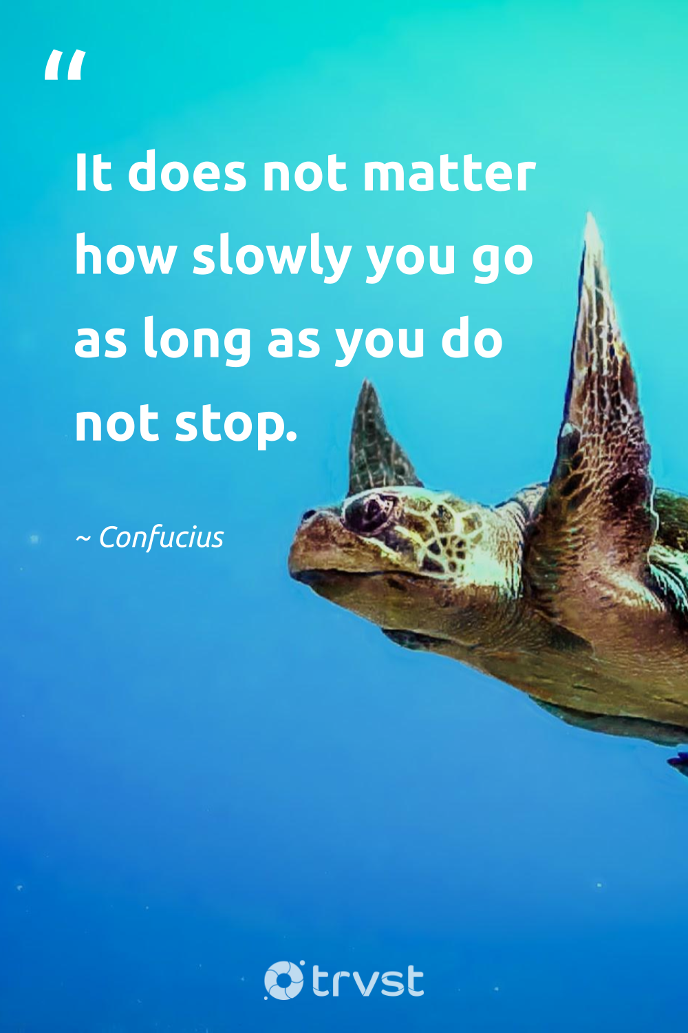 42 Turtle Quotes Teaching Patience, Self-worth, And More (2025)