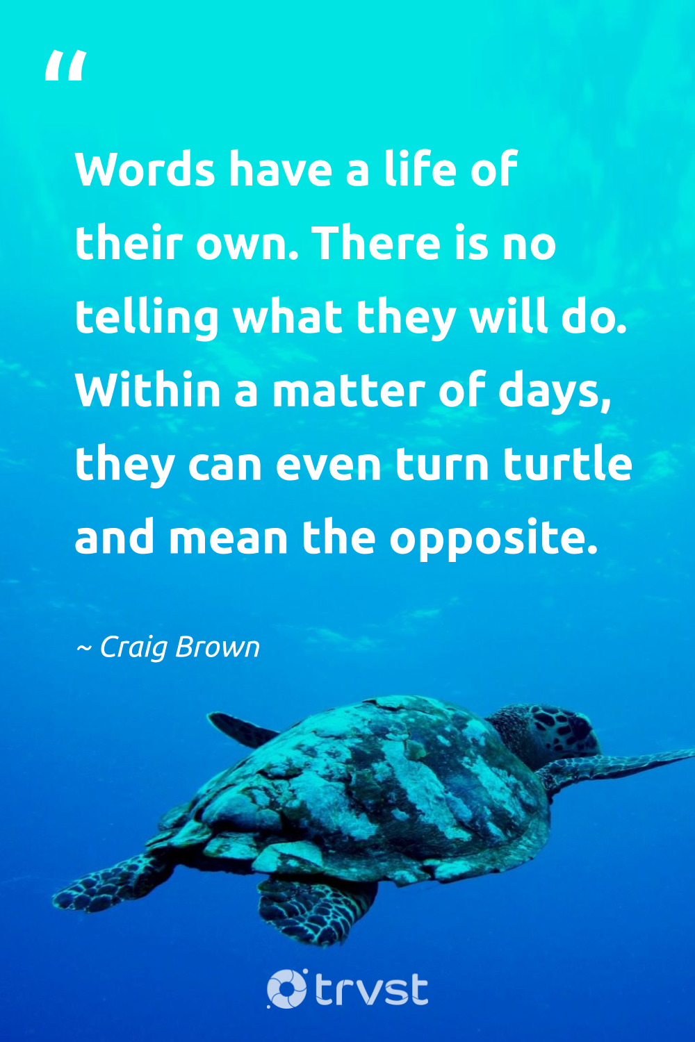 42 Turtle Quotes Teaching Patience, Self-worth, And More (2024)