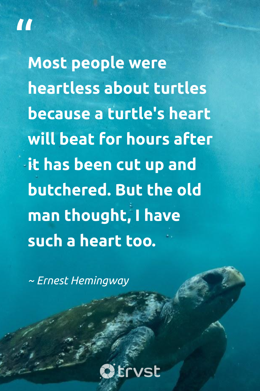 42 Turtle Quotes Teaching Patience, Self-worth, And More (2024)