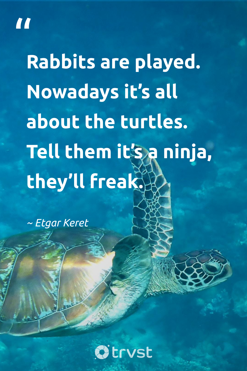 42 Turtle Quotes Teaching Patience, Self-worth, And More (2024)